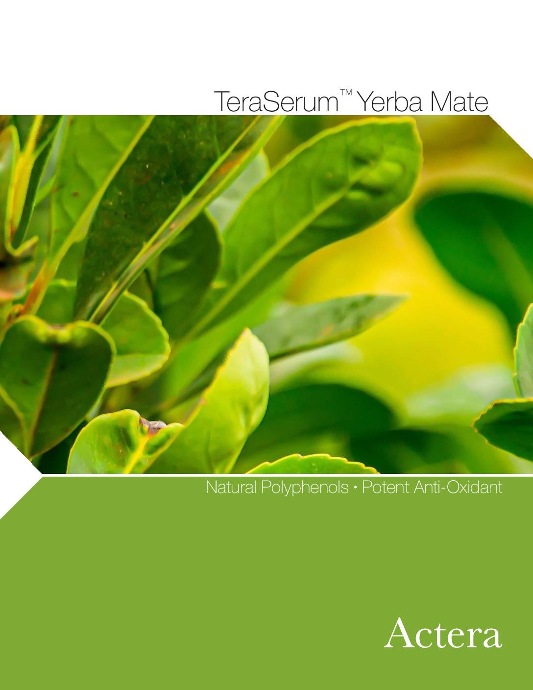 TeraSerum™ Yerba Mate - Actera