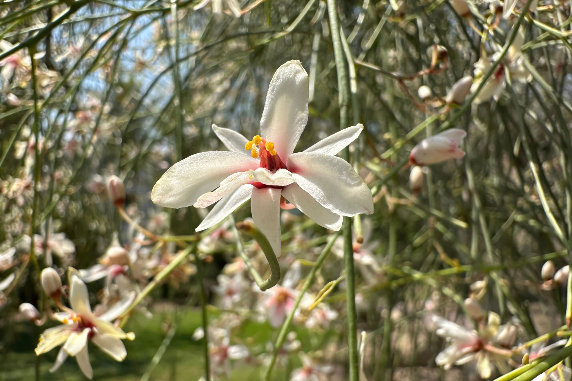 Alula Peregrina | Actera