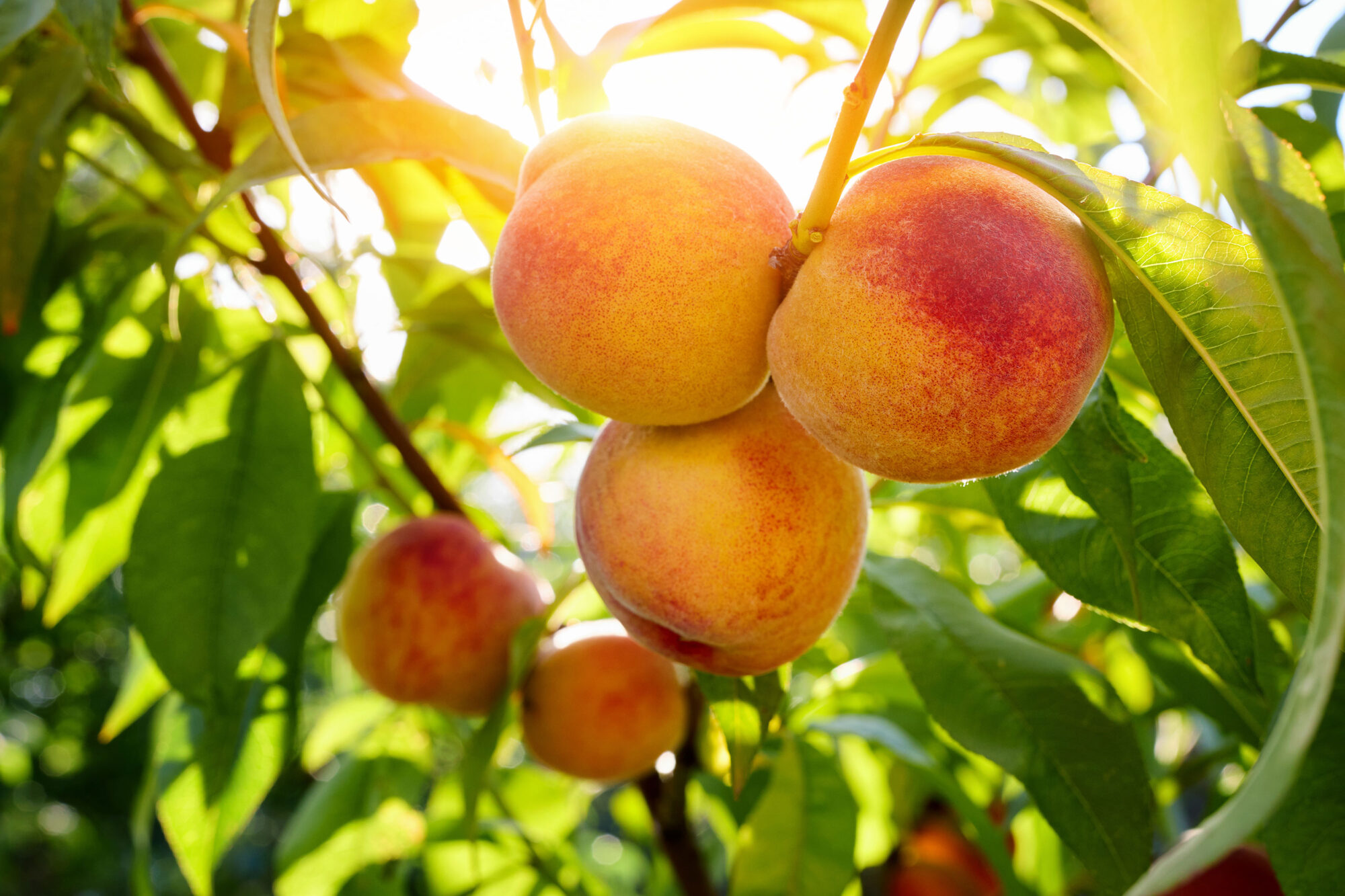 Aging & Actives | Actera