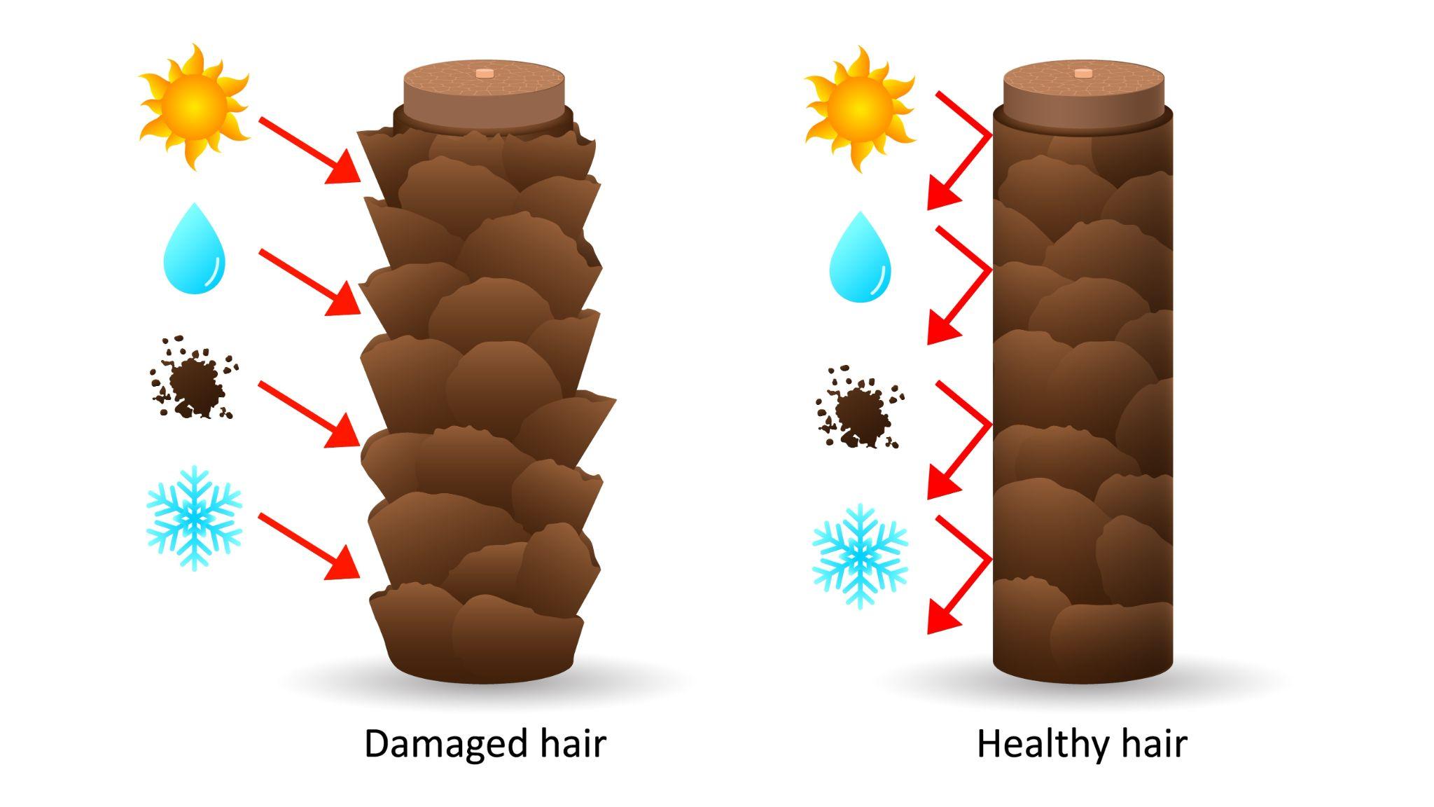 Stronger Bonds, Healthier Curls: Why TeraBond Works